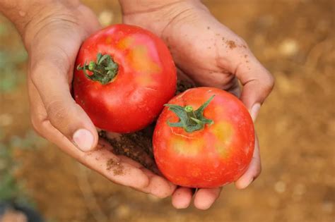 La réponse à la question pourquoi mes tomates se fendent et que faire