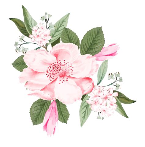 Flores De Acuarela PNG Flor Acuarela Flores PNG Y PSD Para