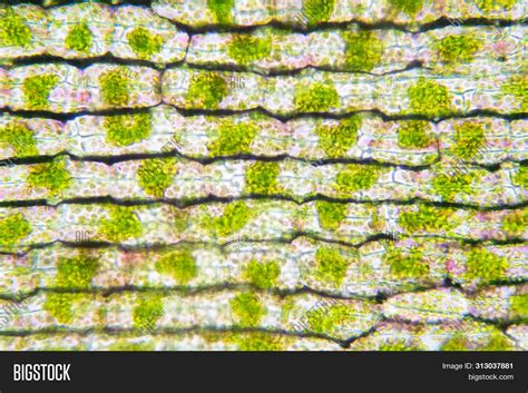 Plant Cell Under Image Photo Free Trial Bigstock
