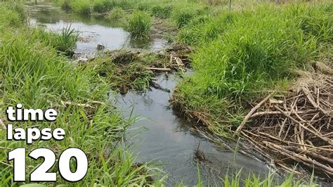 Manual Beaver Dam Removal No Time Lapse Version Youtube