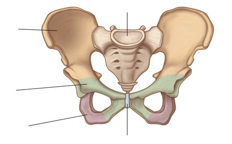 Pelvic Girdle Diagram Quizlet