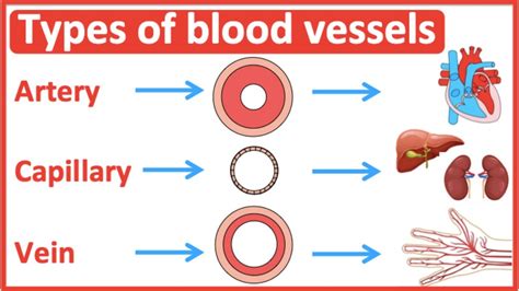 Types Of Blood Vessels Artery Capillary Vein Easy Learning Video