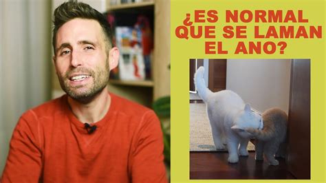 Por qué mi gato lame el ano a otro gato YouTube