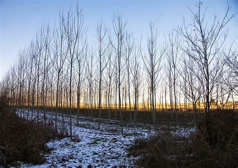 Some Naked Trees With Snow Photo Background And Picture For Free