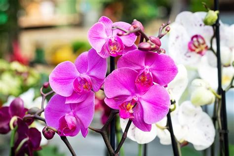 Comment faire refleurir une orchidée Voici les secrets et les astuces