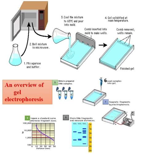Gel Electrophoresis Types Introduction And Their Applications Study