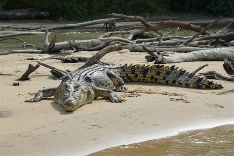 Crocodilo de água salgada características habitat alimentação e