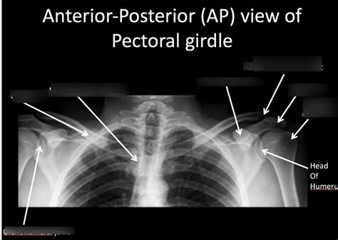 Anterior Posterior View Of Pectoral Girdle Diagram Quizlet