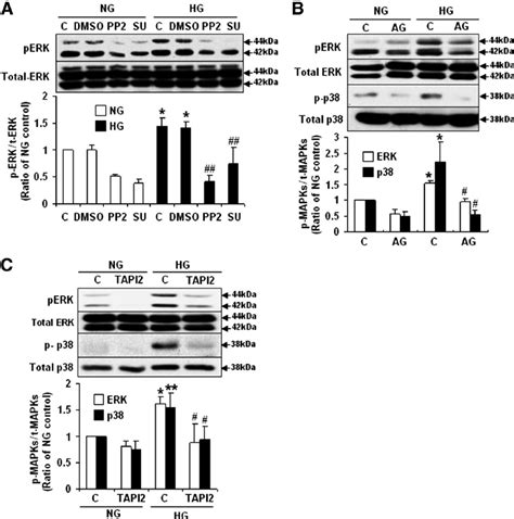 High Glucose HG Induced ERK1 2 And P38 Phosphorylation Requires Src
