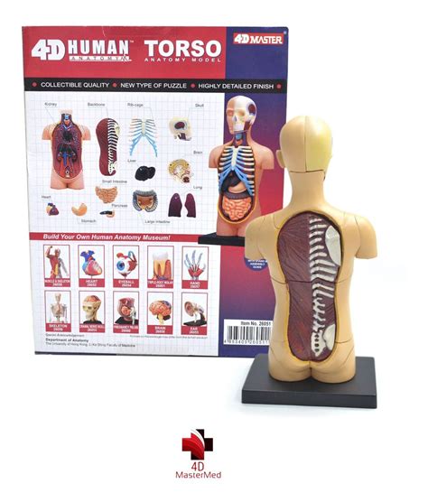 Modelo Do Corpo Humano Torso 26051 4d Master Anatomia R 184 68