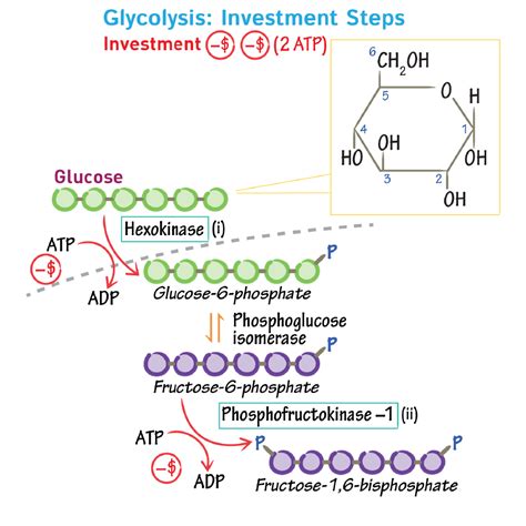 Biochemistry Glossary Glycolysis Ditki Medical Biological Sciences