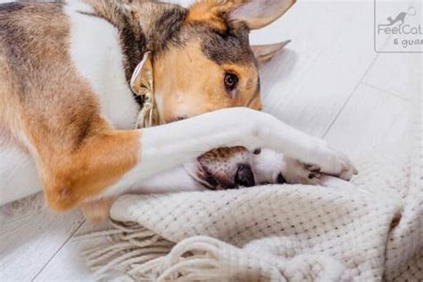Descubre En 5 Minutos Cuanto Tiempo Dura El Celo De Una Perra Caniche