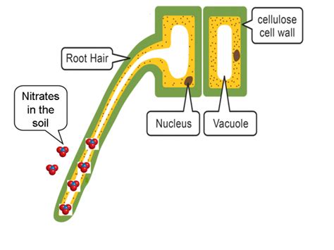 Explain How Cells Use Active Transport Worksheet Edplace
