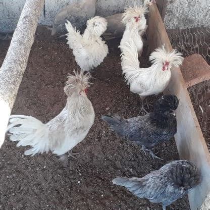 Galinha Polonesa Criatório Bichos e Aves Ornamentais