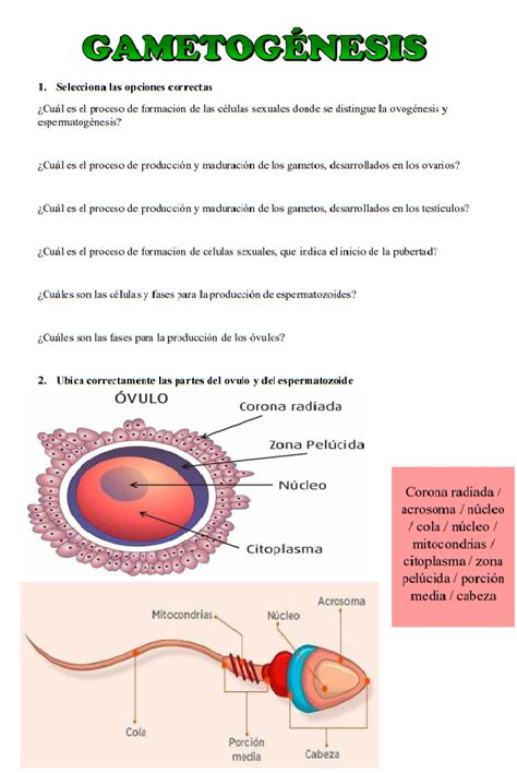 Gametog Nesis Ficha Interactiva Topworksheets