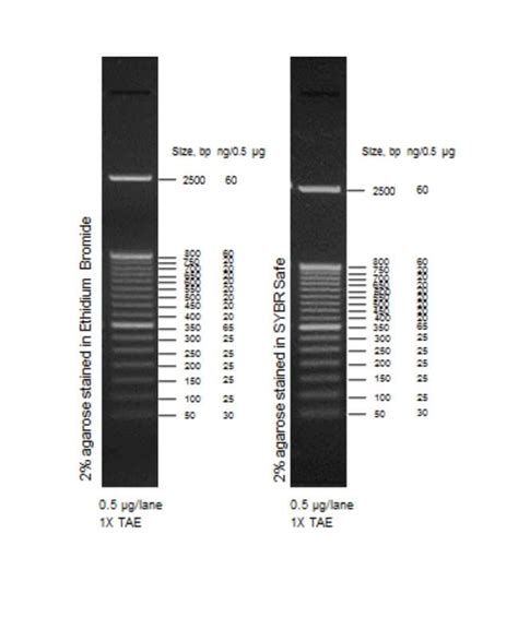 50 Bp DNA Ladder Thermo Fisher Scientific