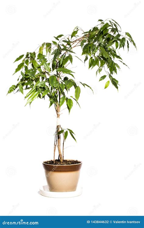 Plante D Int Rieur Dans Un Pot Sur La Table Sur Un Fond Blanc Photo