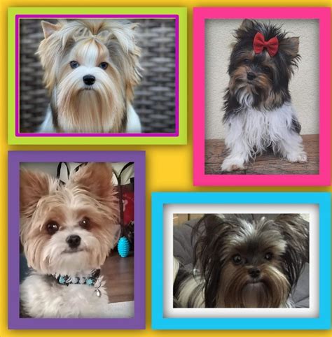 Biewer Yorkshire Terrier Suczka Miniaturka York Wola Szczuci Ska Olx Pl