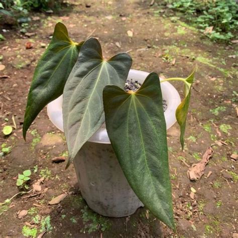 Anthurium Papillilaminum X1 In 2022 Plants Anthurium Trees To Plant