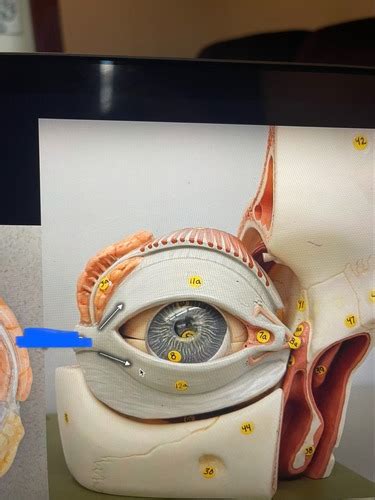 Anatomy Of The Eye Flashcards Quizlet