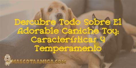 Descubre Todo Sobre El Adorable Caniche Toy Características Y
