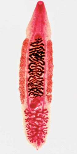 Parasitology Exam 3 Flashcards Quizlet
