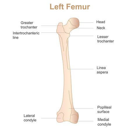 humano fémur posterior aspecto etiquetado detallado médico