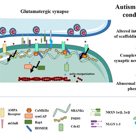 Schematic Representation Of Glutamatergic Synapse Showing Altered