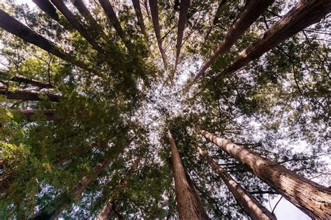 Premium Photo Redwood Forest California