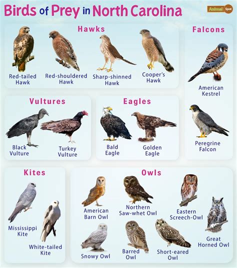 North American Birds Of Prey Identification