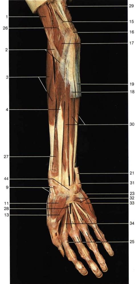 Forearm Ventral Aspect Palmaris Longus And Flexor Carpi Ulnaris