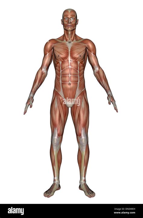 Anatomy Of Male Muscular System Front View Stock Photo Alamy