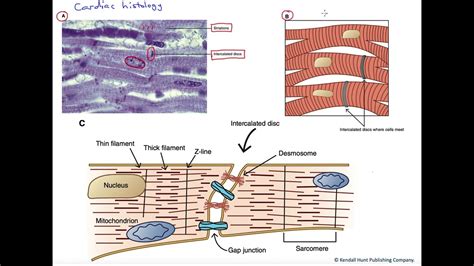 Cardiac Muscle Histology YouTube