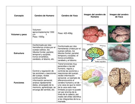 Perenne Cerrar Si Cuanto Pesa El Cerebro Humano Chirrido Exilio Hacia Abajo
