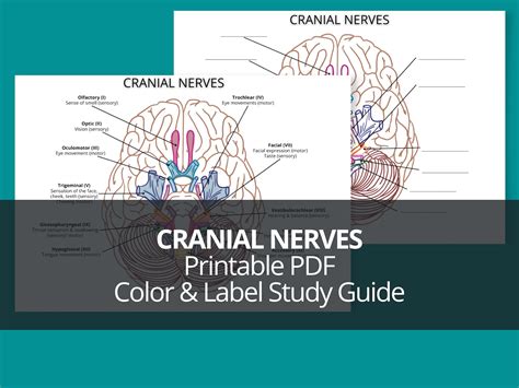 Cranial Nerves PDF Coloring Worksheet Anatomy Printable Cranial Nerves