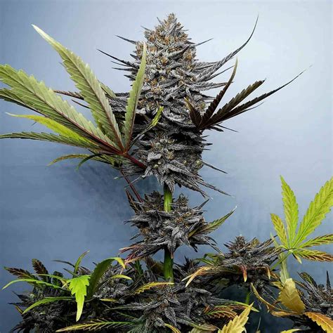 Strains Ieso 40 OFF Einvoice Fpt Vn