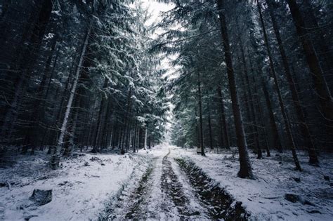 1074320 Trees Forest Monochrome Nature Snow Winter Photography