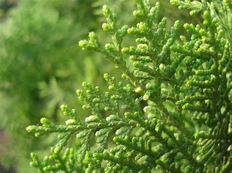 Jhau Daun Hijau Tanaman Foto Gratis Di Pixabay Pixabay