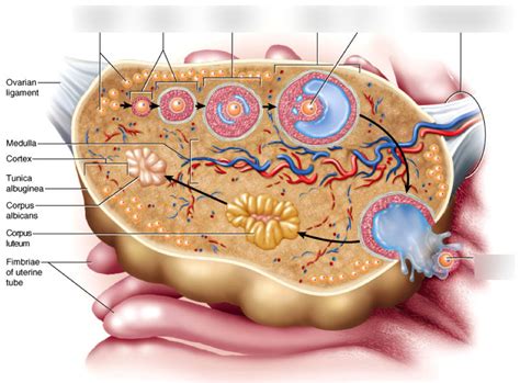 Ovary Anatomy Diagram Quizlet