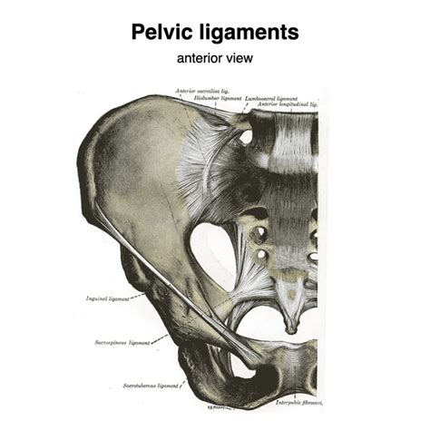 Sacrotuberous Ligament Pain