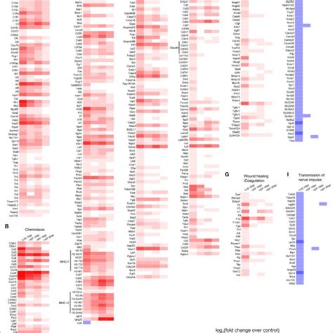 The Representative Heat Maps Showing Changes In Expression Of Genes