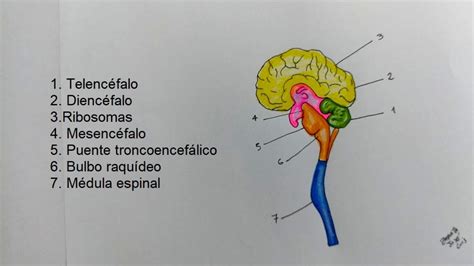 Cómo dibujar el sistema nervioso central How to draw the central