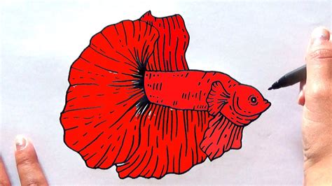 Cómo dibujar un PEZ BETTA Paso a Paso YouTube