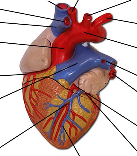 Model Anatomy Of Heart Anterior View Vessels Diagram Quizlet