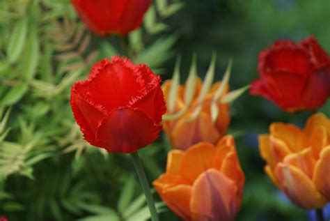 Tulpen Blumen Rot Kostenloses Foto Auf Pixabay Pixabay