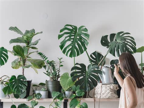 Atraer dinero cuáles son las plantas recomendadas para rituales de la