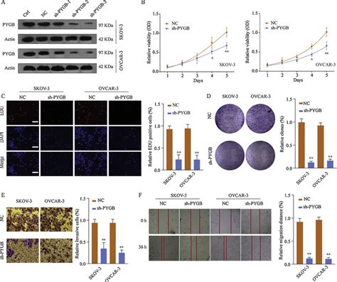 PYGB Knockdown Suppresses Ovarian Cancer Cell Proliferation Invasion