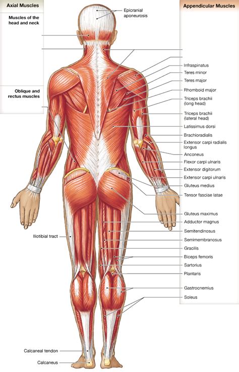 Superficial Skeletal Muscles Posterior View Diagram Quizlet