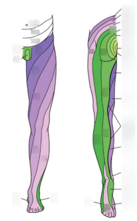 Anatomy Lecture Exam Dermatomes Of Lower Extremities Diagram Quizlet