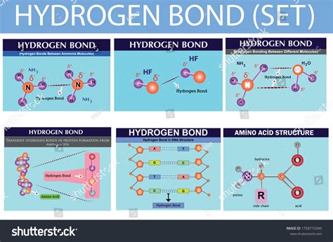 Hydrogen Bond Chemistry Lesson Infographic Hydrogen Stock Vector
